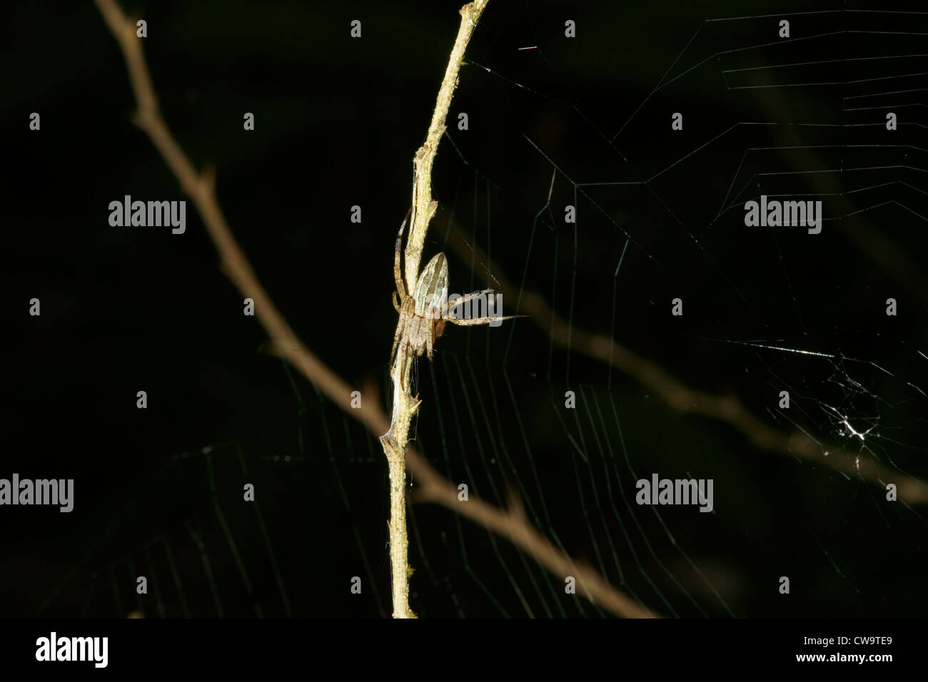 camouflage spider on branch Stock Photo - Alamy
