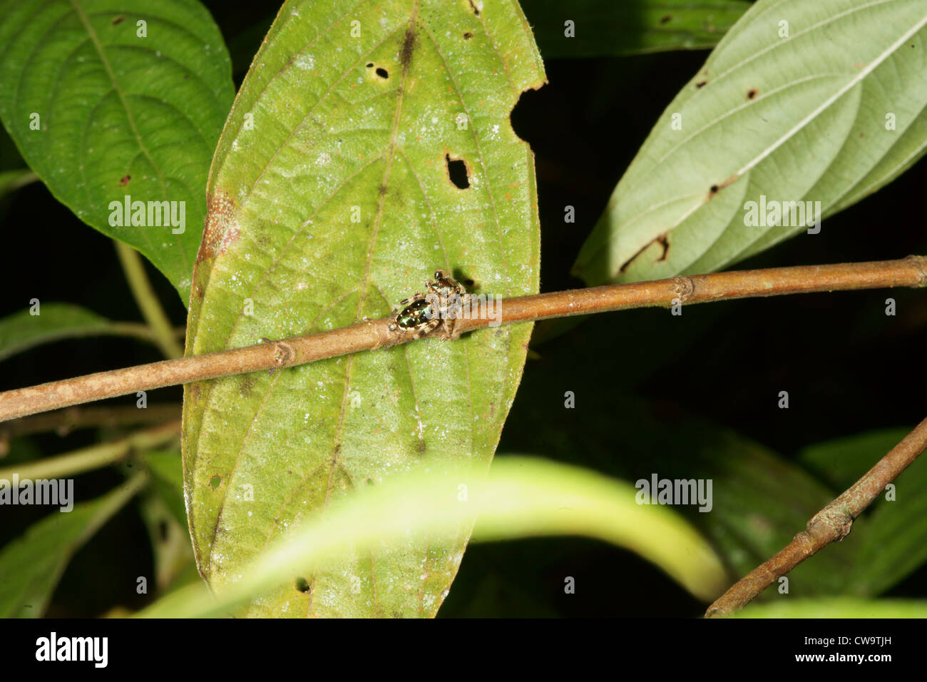 Rain forest insect on plant leaf Stock Photo - Alamy