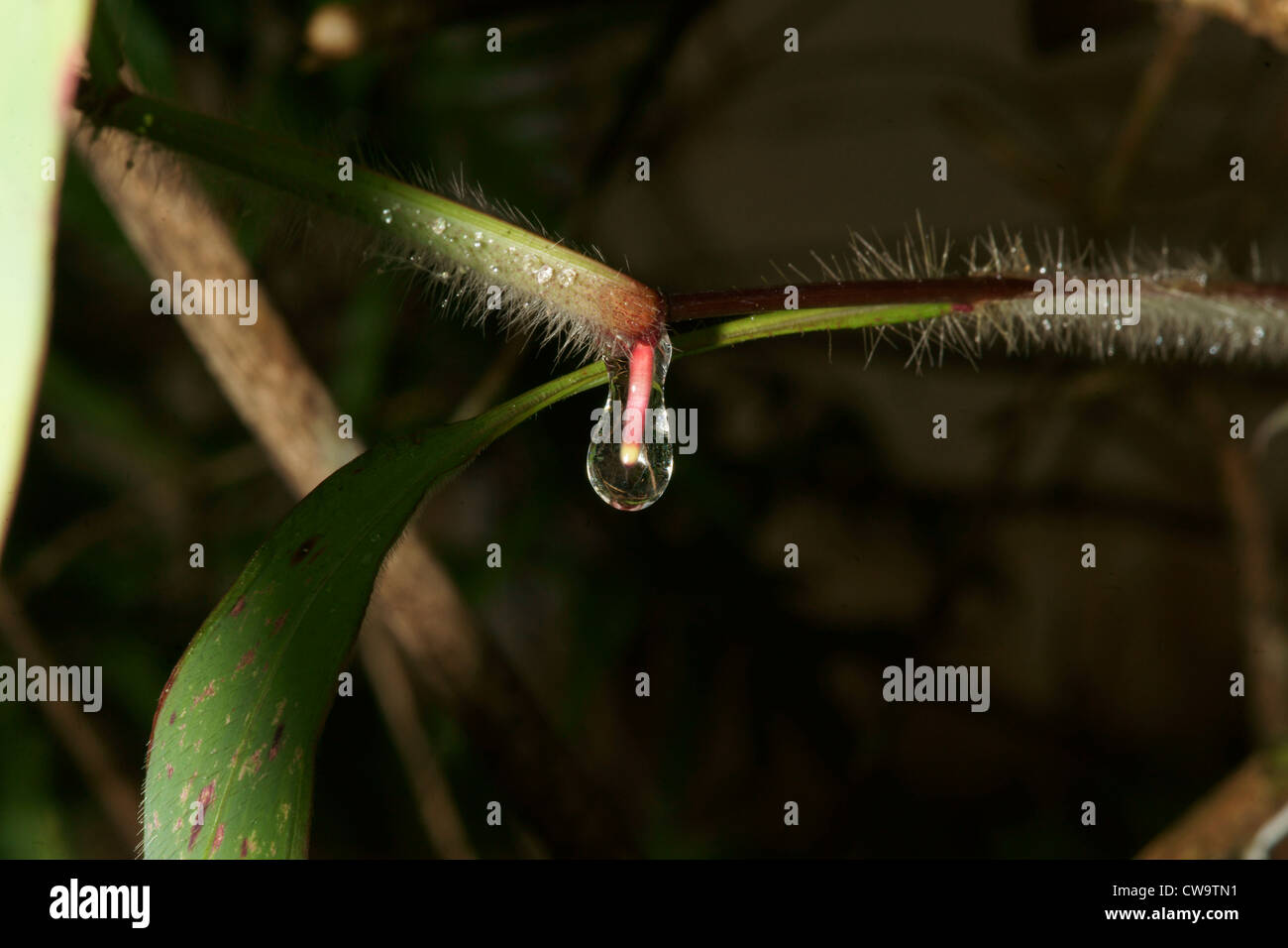 Grasshopper leaf rain hi-res stock photography and images - Alamy