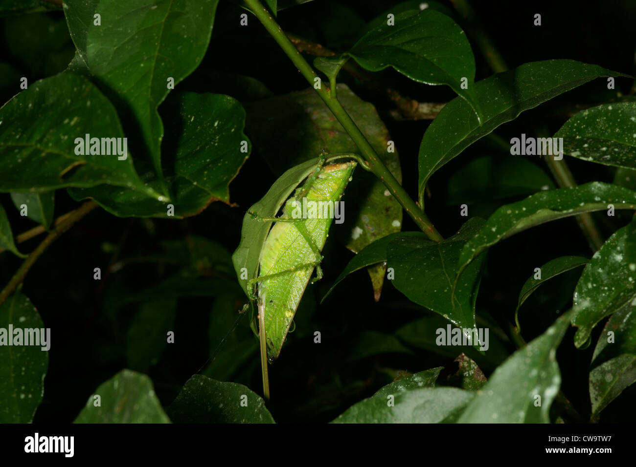 Grasshopper shelters from the rain Stock Photo - Alamy