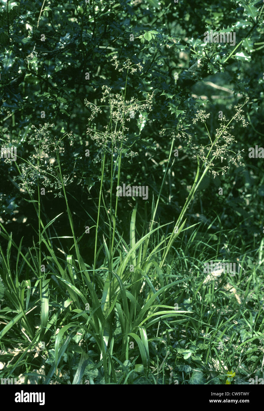 Great Wood-rush (Luzula sylvatica Stock Photo - Alamy