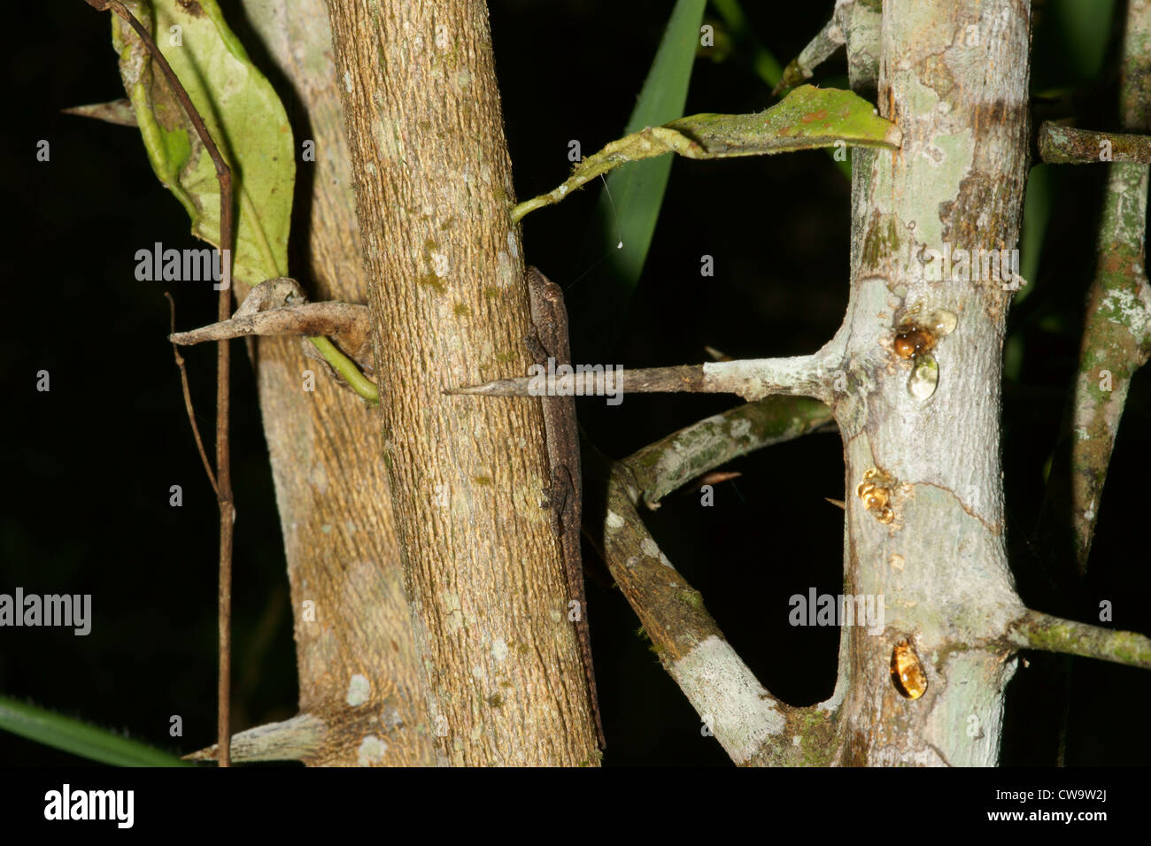 Mimic thorns hi-res stock photography and images - Alamy