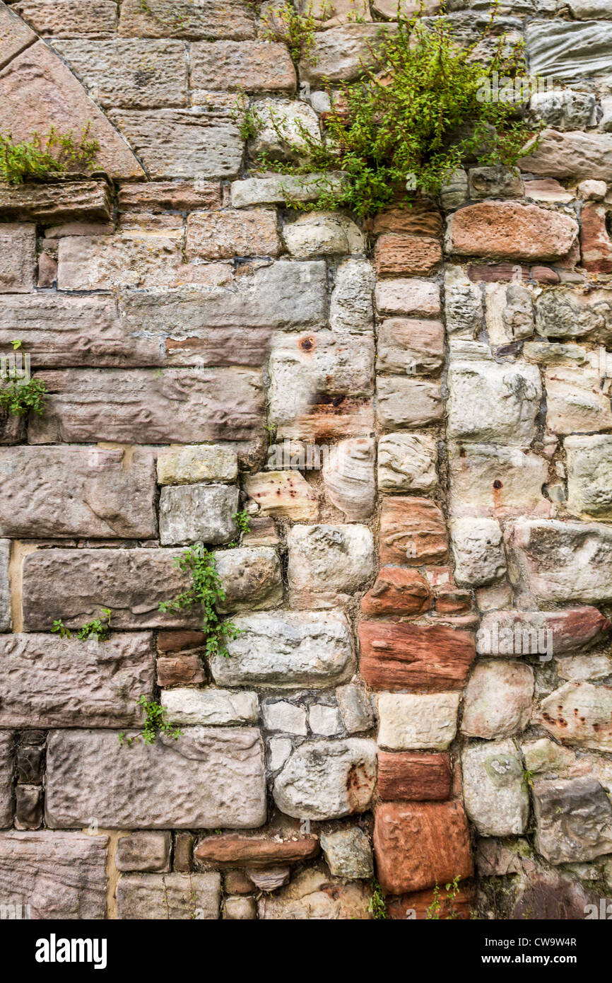 Old medieval wall covered with plants Stock Photo - Alamy