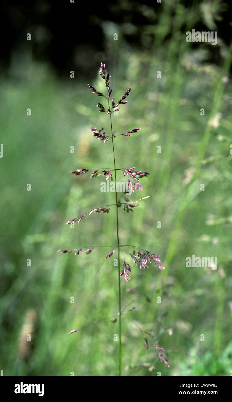 Common Bent Grass (Agrostis capillaris Stock Photo - Alamy