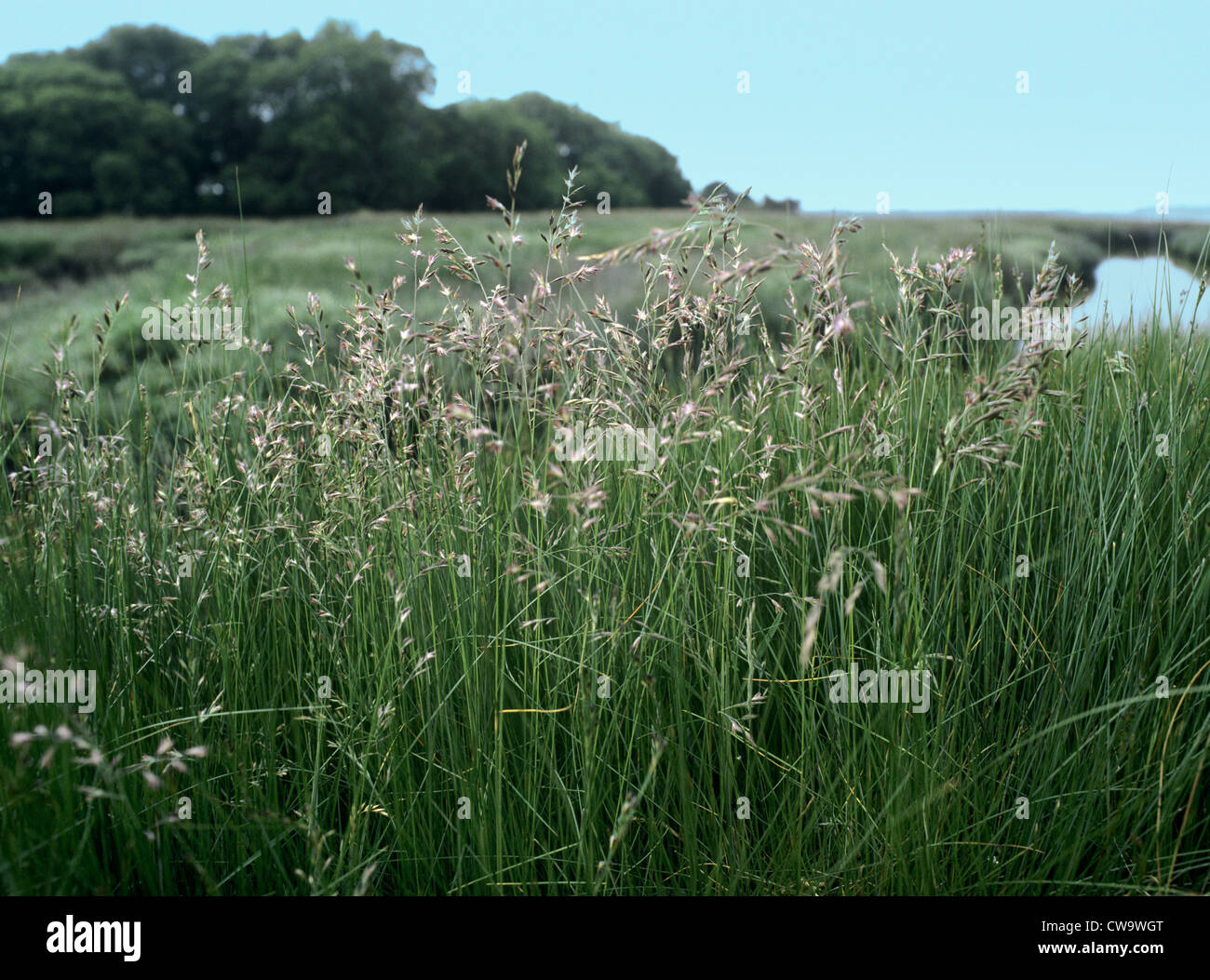 Red Fescue (Festuca rubra Stock Photo - Alamy