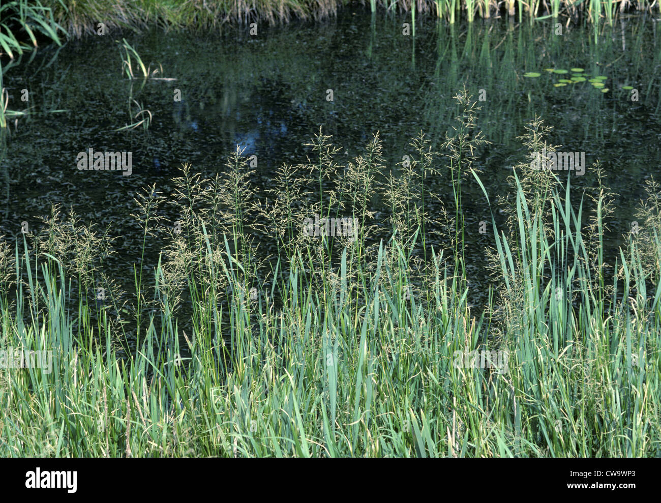 Reed Sweet-grass (Glyceria maxima Stock Photo - Alamy