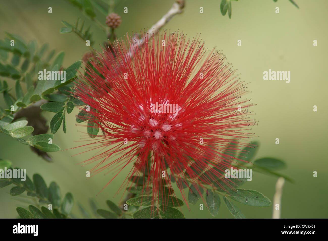 fluffy red flower Stock Photo - Alamy