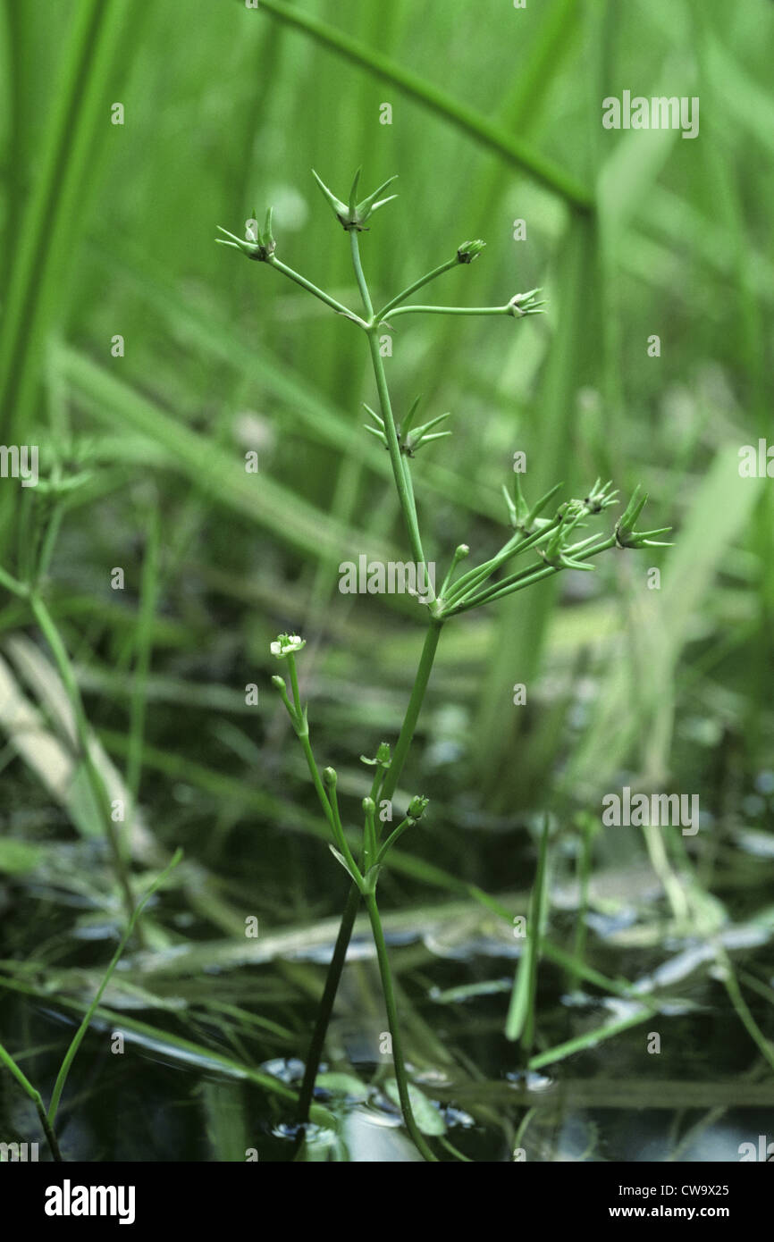 Alismataceae hi-res stock photography and images - Alamy