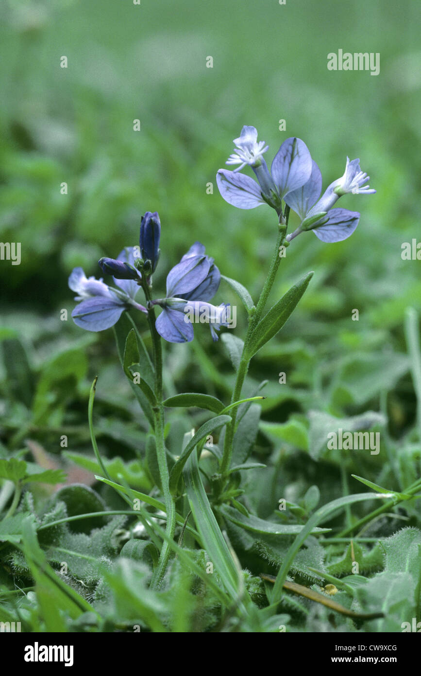 COMMON MILKWORT Polygala vulgaris (Polygalaceae Stock Photo - Alamy