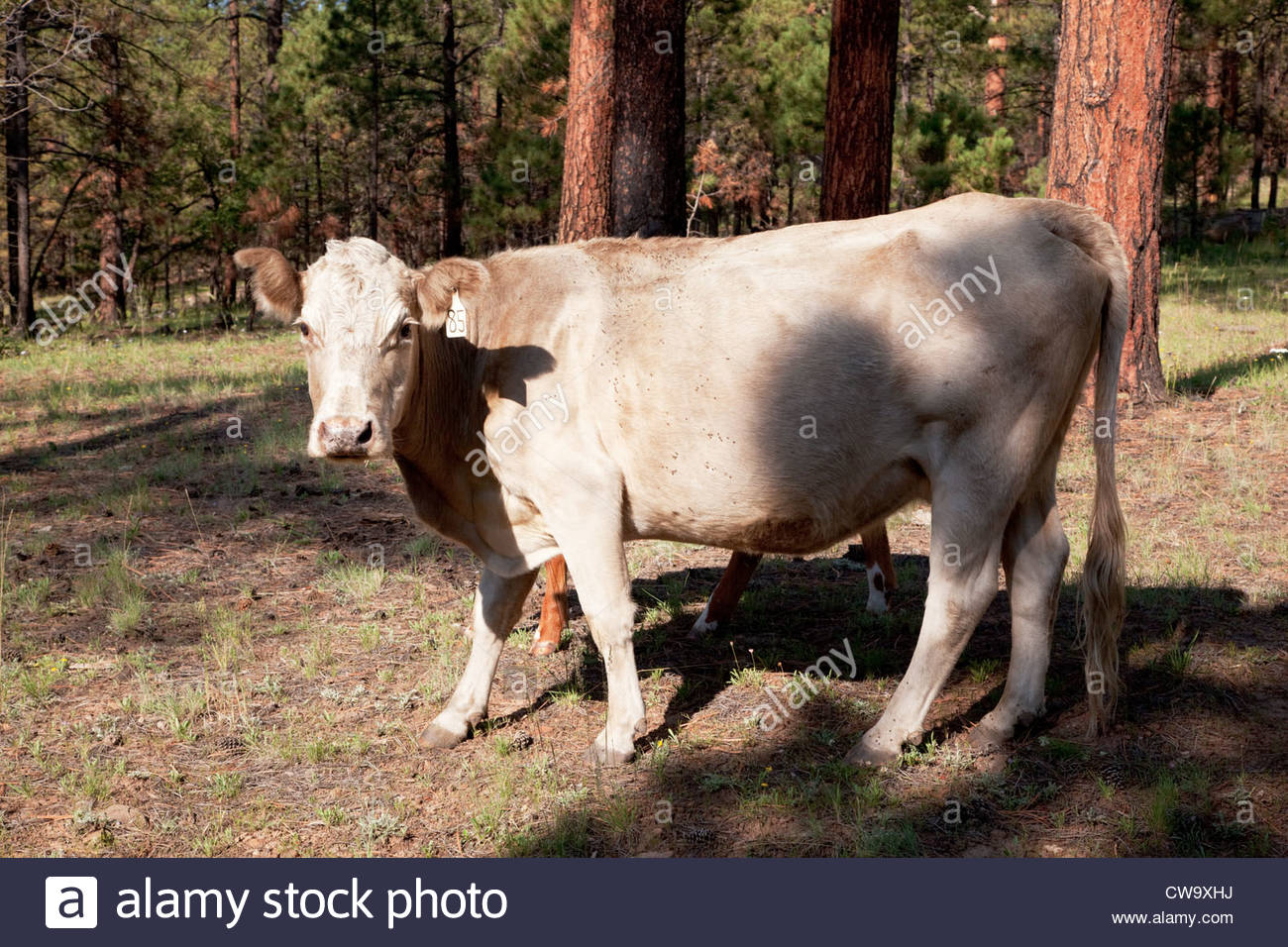 Cattle Cows Ranch Arizona High Resolution Stock Photography and Images ...