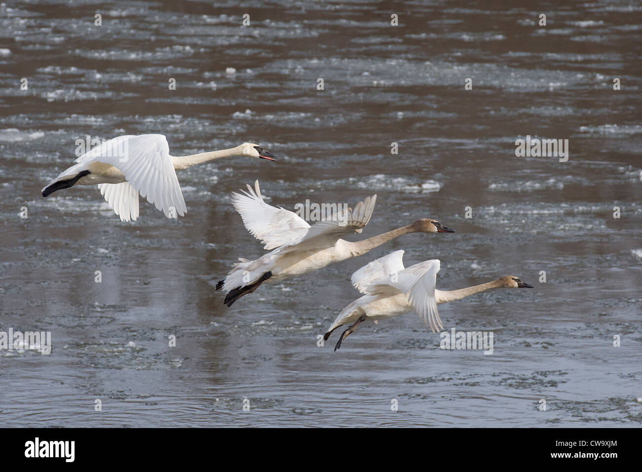 Family of Trumpeter Swans in Flight Stock Photo - Alamy