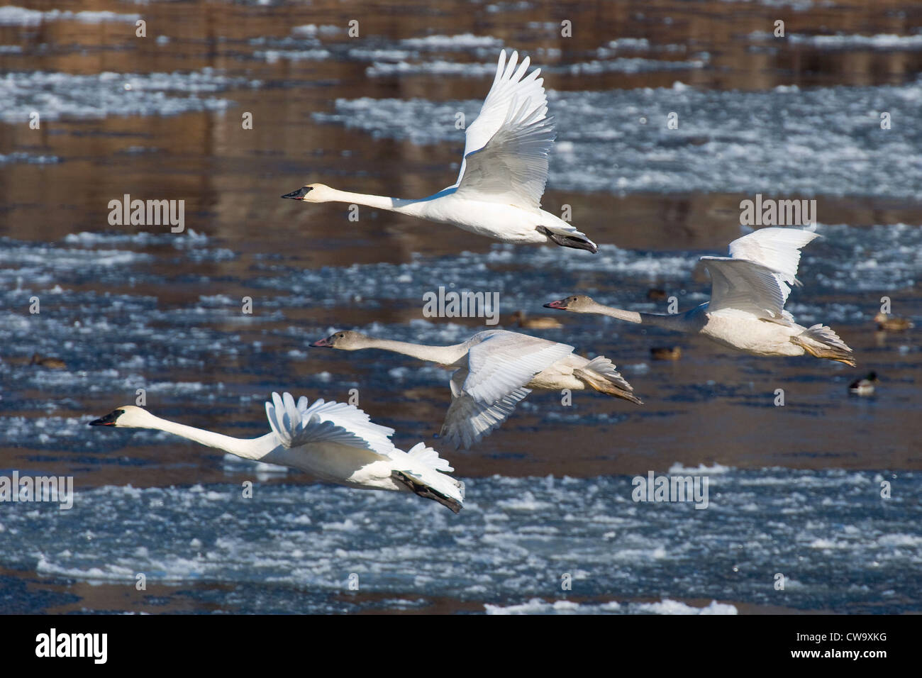 Family of Trumpeter Swans in Flight Stock Photo - Alamy