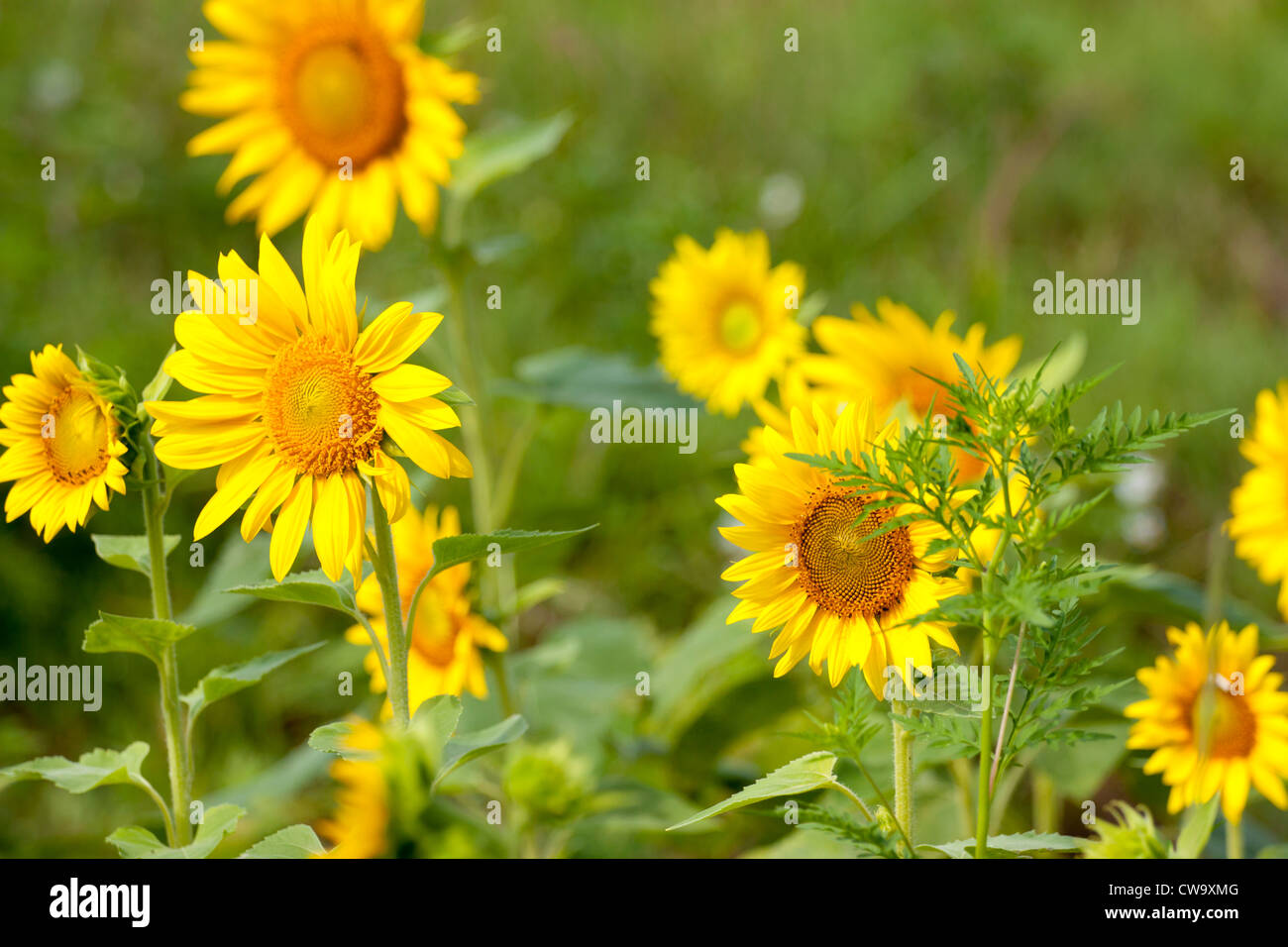 Field plants sun patch hi-res stock photography and images - Alamy
