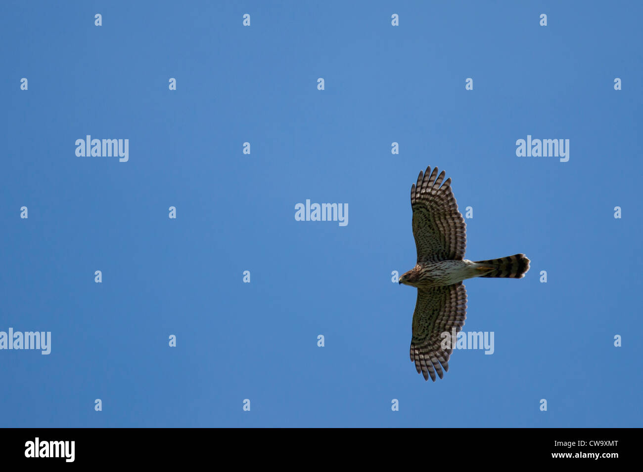 Predatory hawk flying over hi-res stock photography and images - Alamy