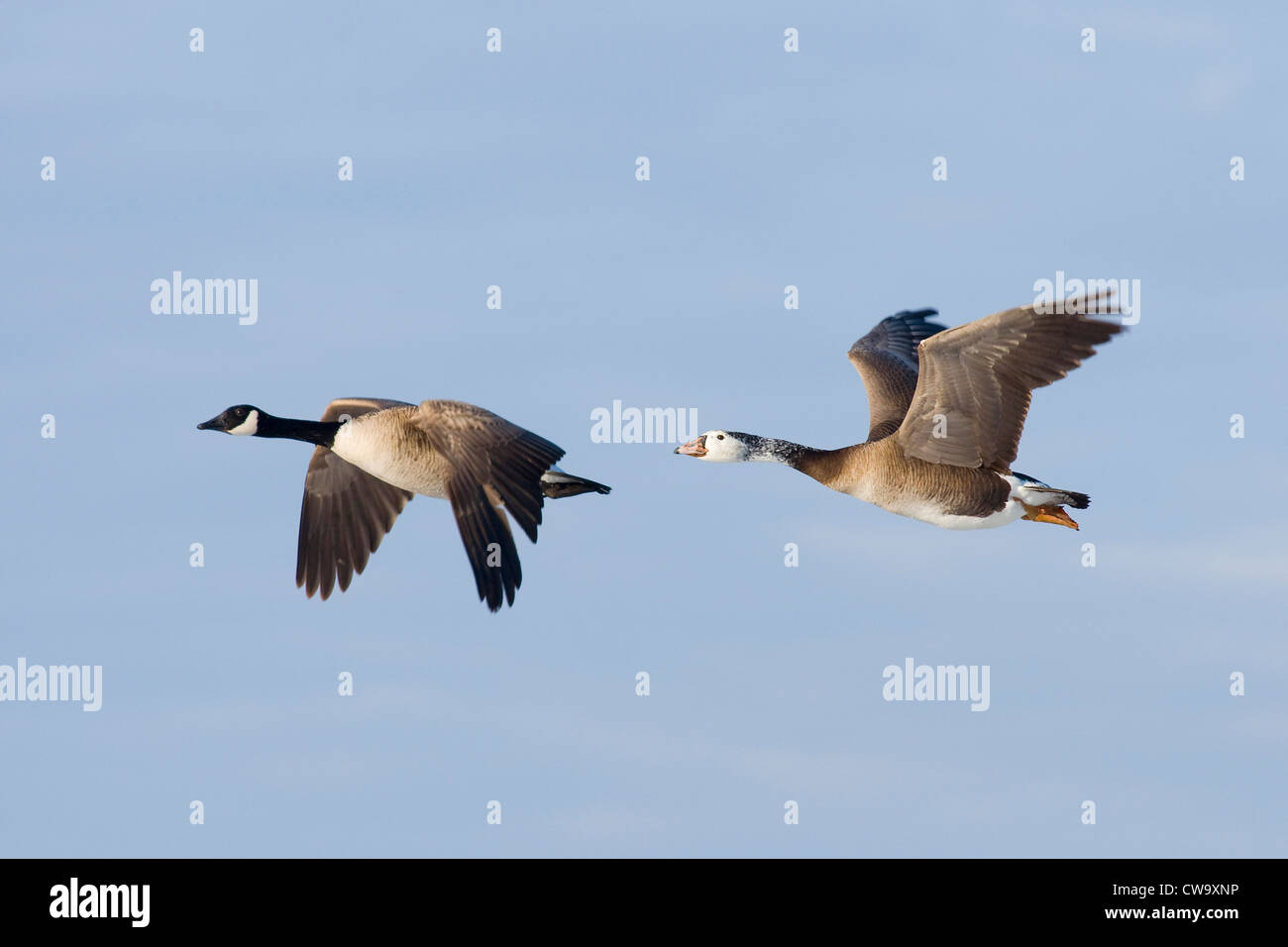 Hybrid goose hi-res stock photography and images - Alamy