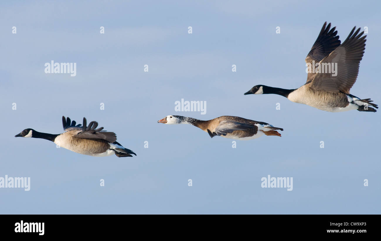 Canada Geese and a Hybrid Goose in flight Stock Photo - Alamy