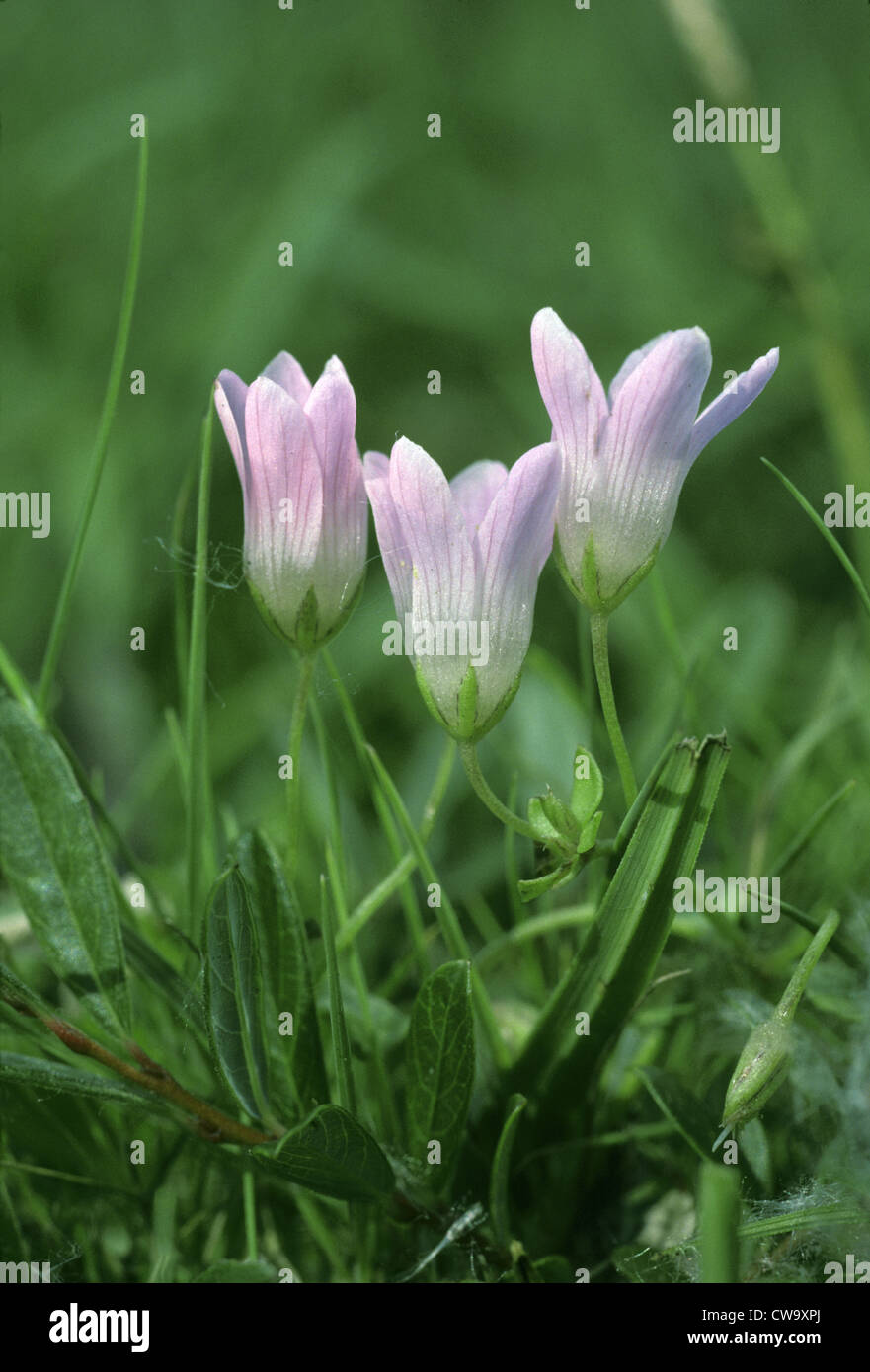 BOG PIMPERNEL Anagallis tenella (Primulaceae Stock Photo - Alamy