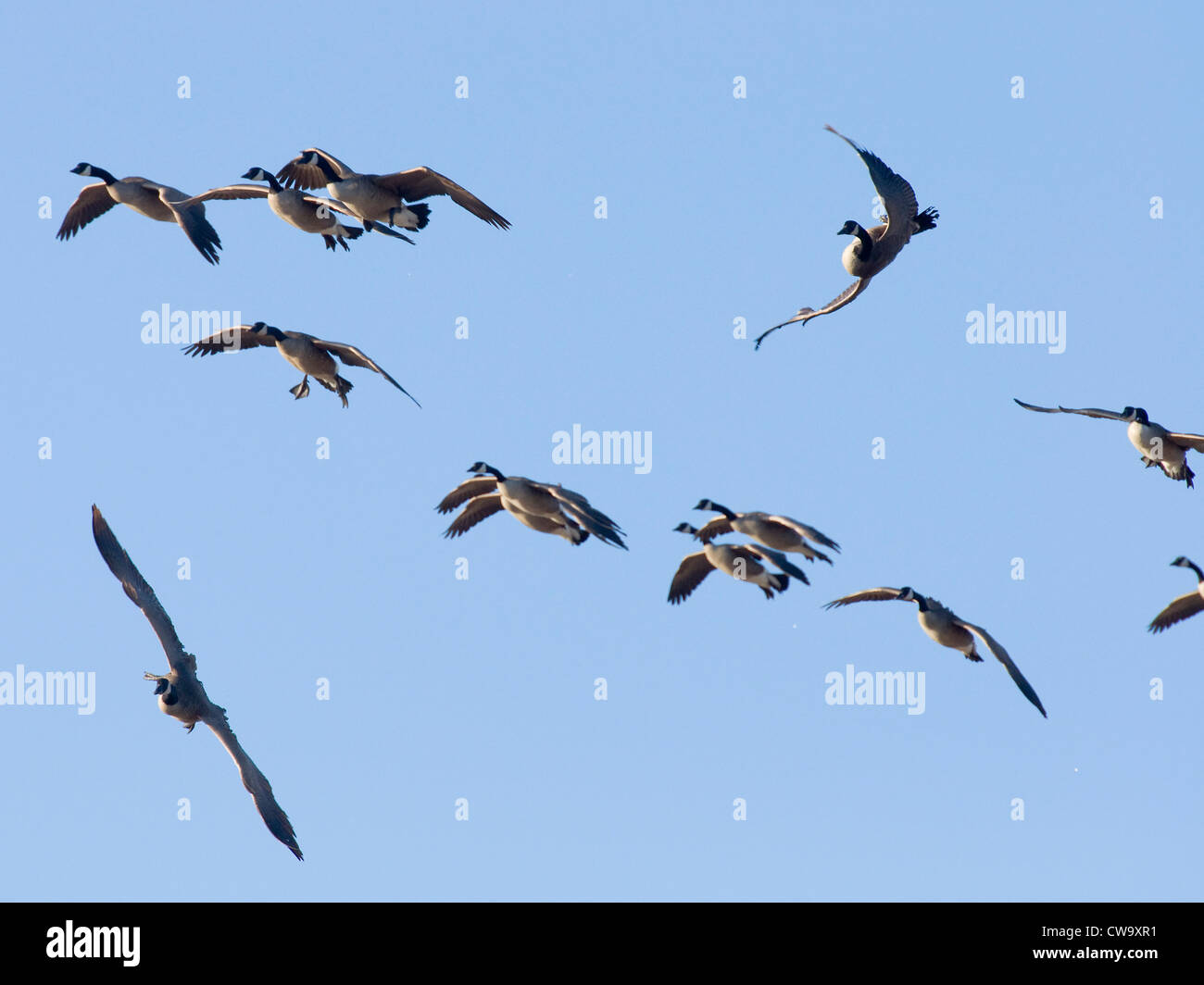 Canada Goose Flock Stock Photo - Alamy