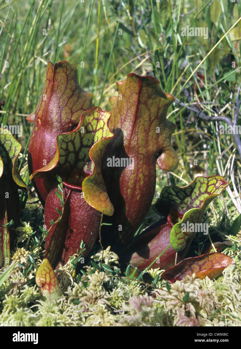 Pitcherplant hi-res stock photography and images - Alamy