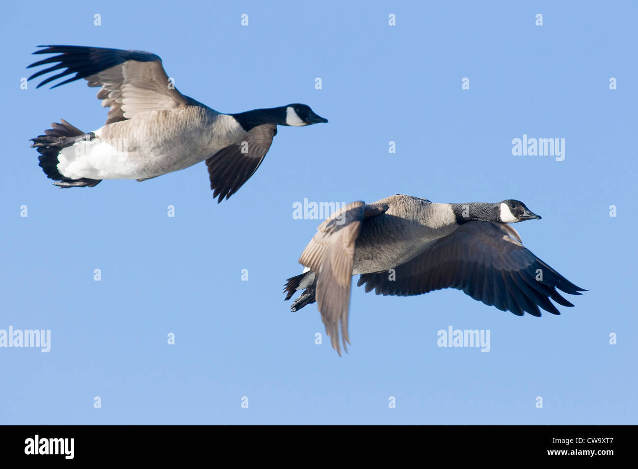 Pair of Canada Geese Stock Photo - Alamy