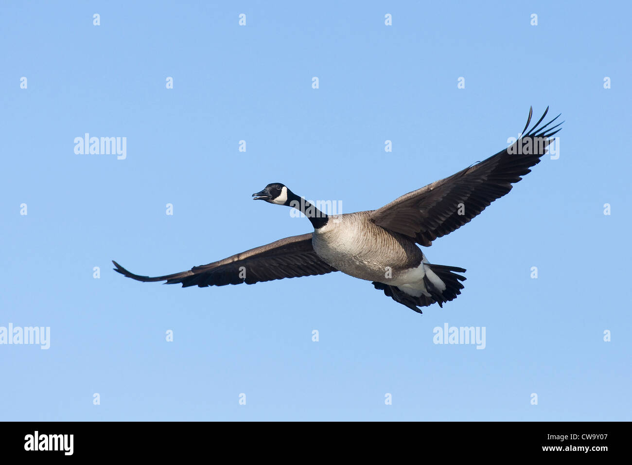 Canada goose flying hi-res stock photography and images - Alamy