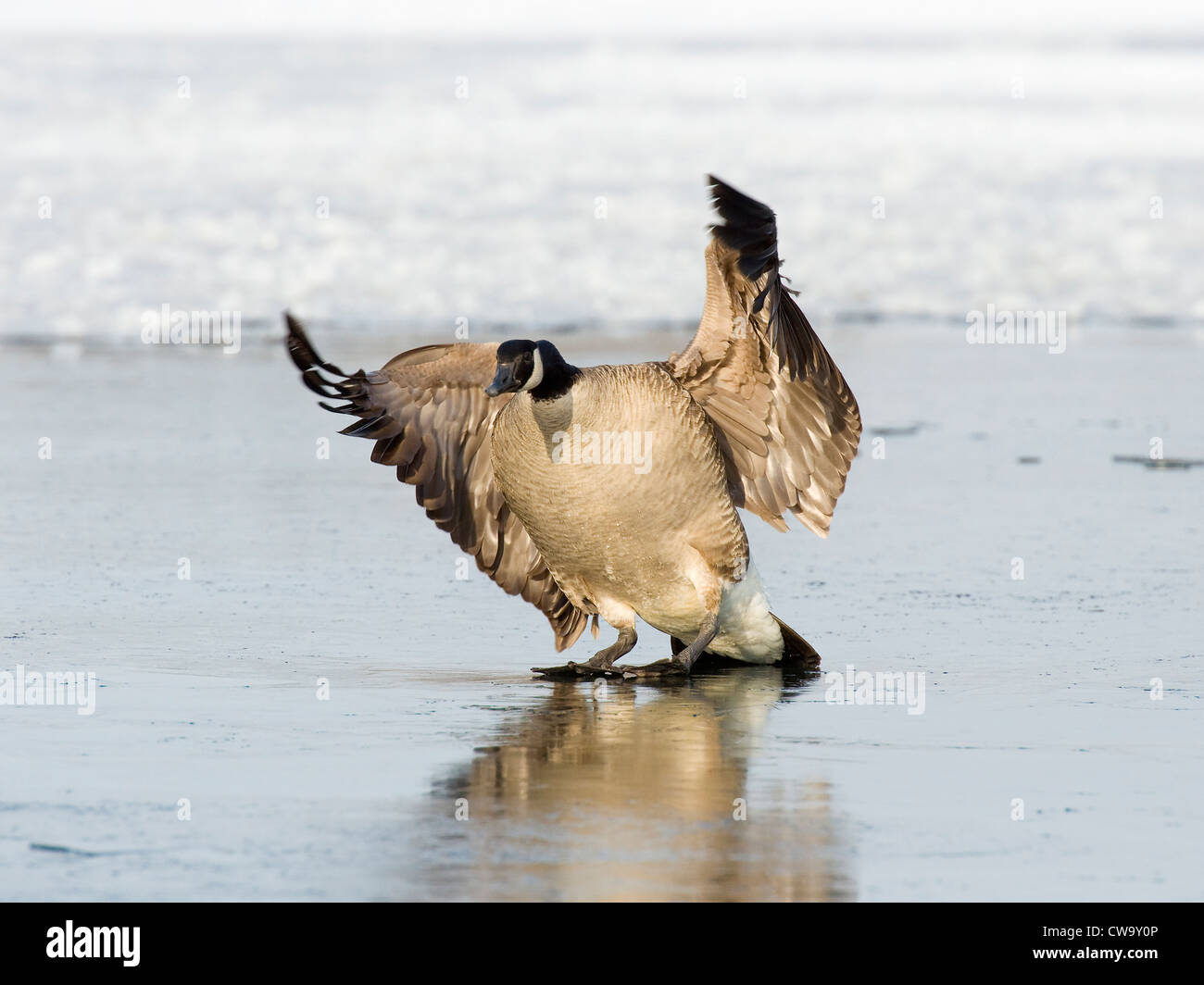 Canadian goose landing hi-res stock photography and images - Alamy