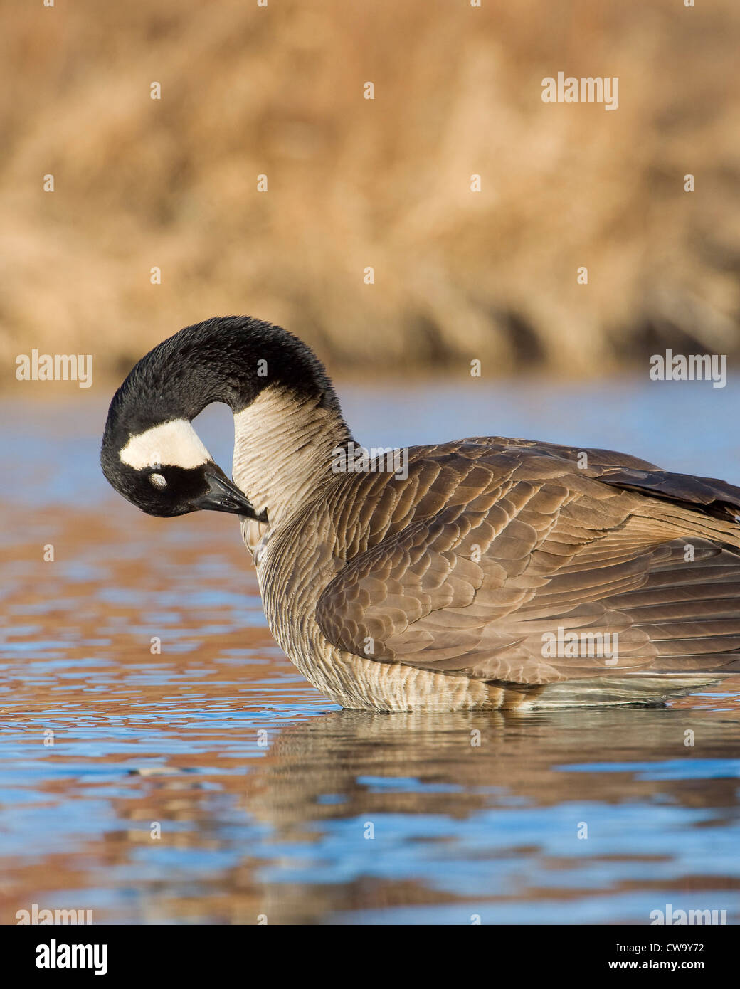 Canadian goose preening hi-res stock photography and images - Alamy