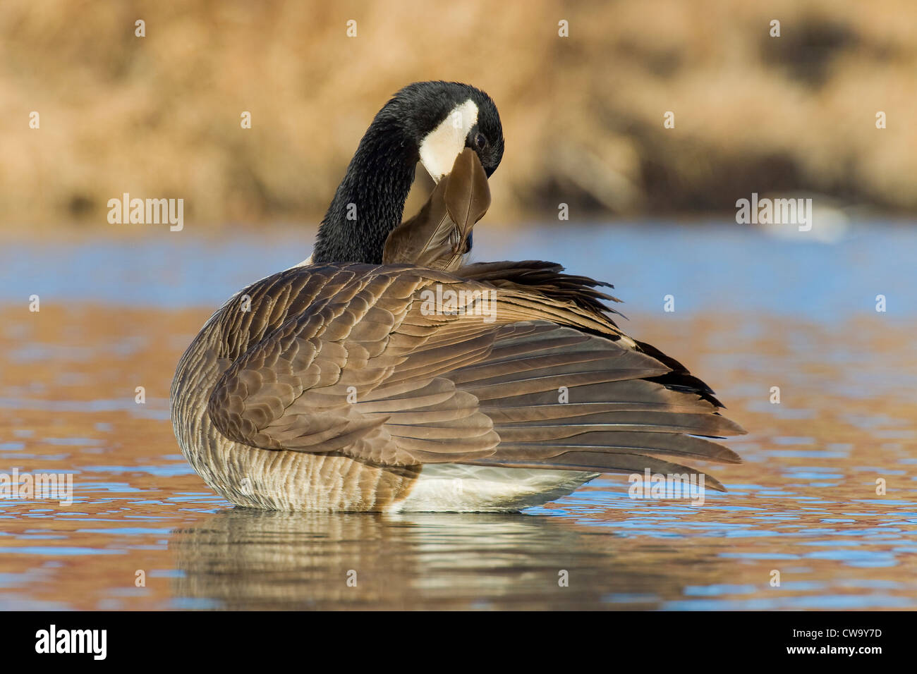 Canadian goose preening hi-res stock photography and images - Alamy