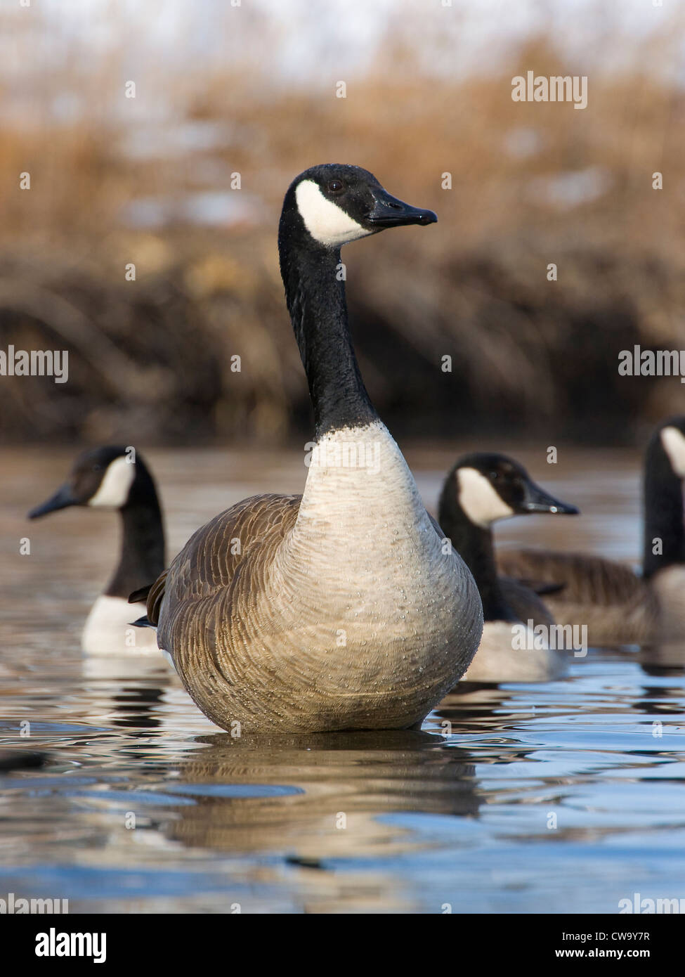 Canadian gander hi-res stock photography and images - Alamy
