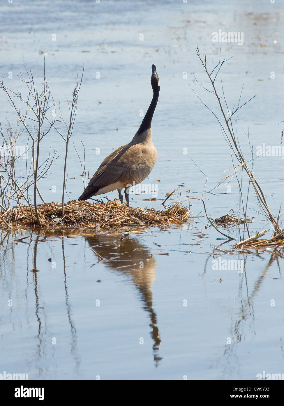 Muskrat house hi-res stock photography and images - Alamy