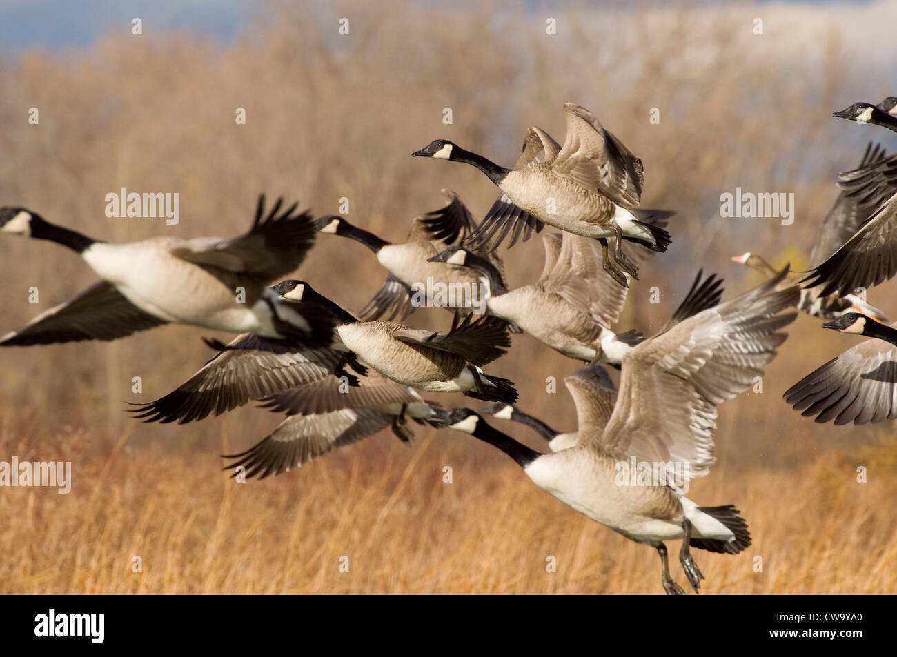 Flock of Flying Canada Geese Stock Photo - Alamy