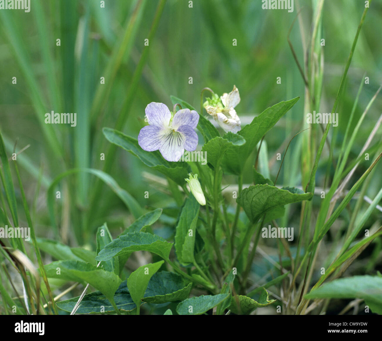 FEN VIOLET Viola persicifolia Stock Photo - Alamy