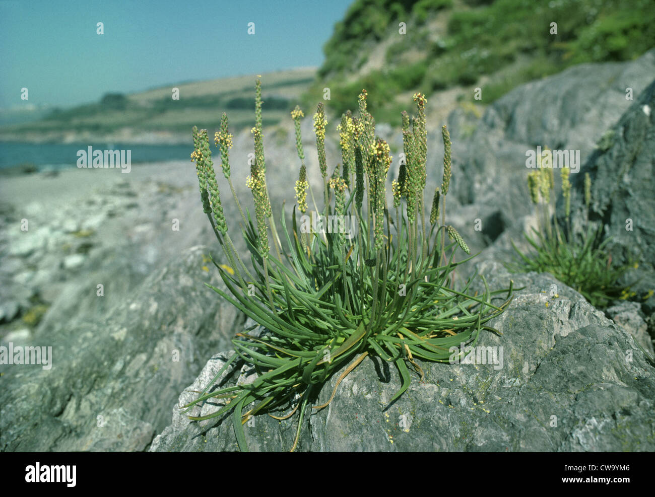 SEA PLANTAIN Plantago maritima (Plantaginaceae Stock Photo - Alamy