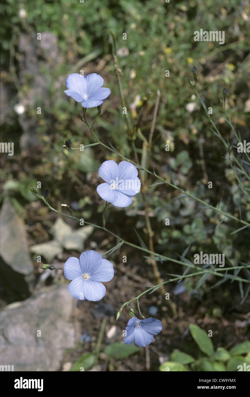 PERENNIAL FLAX Linum perenne (Linaceae Stock Photo - Alamy