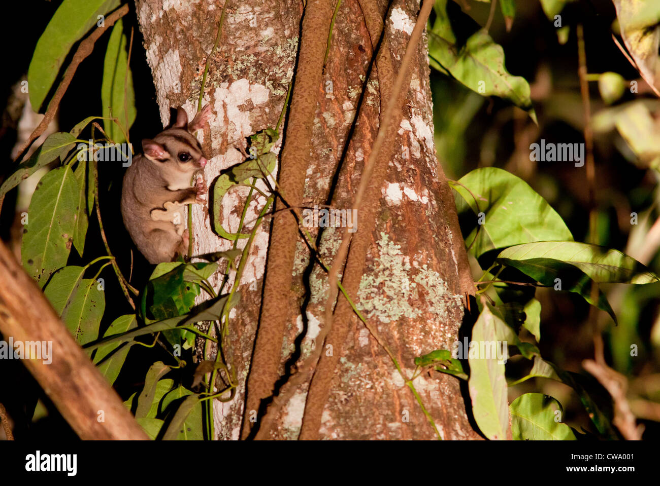 Sugar Glider, Petaurus breviceps, Australia Stock Photo - Alamy