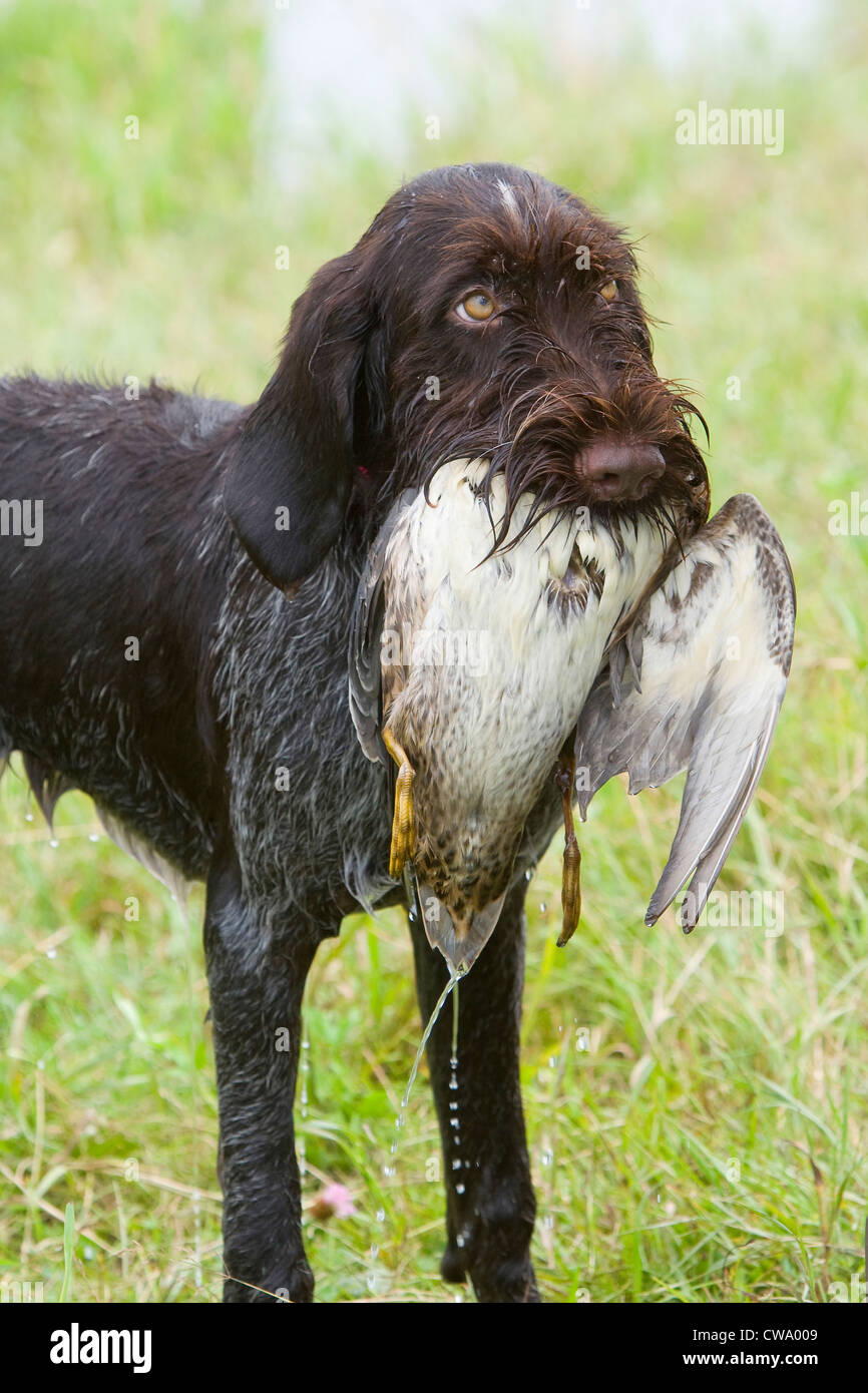 Retrieving a duck hi-res stock photography and images - Alamy