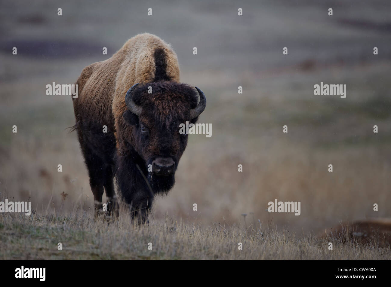 Bull Bison (Bison bison), National Bison Range, Montana Stock Photo - Alamy