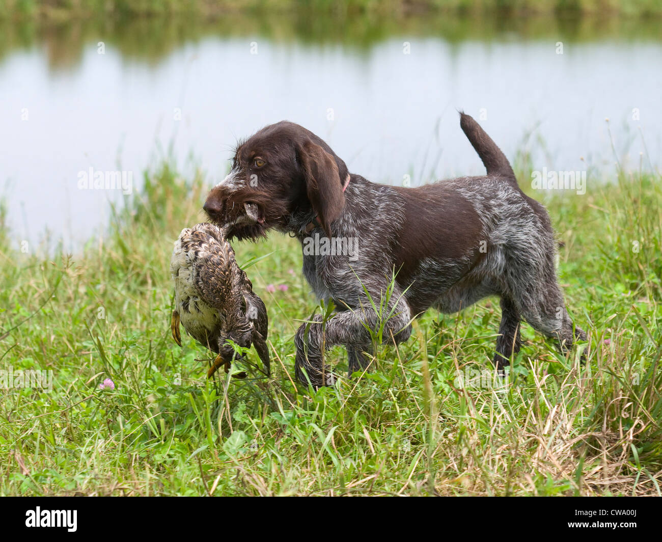 Hunting Dog Retrieving a Duck Stock Photo - Alamy