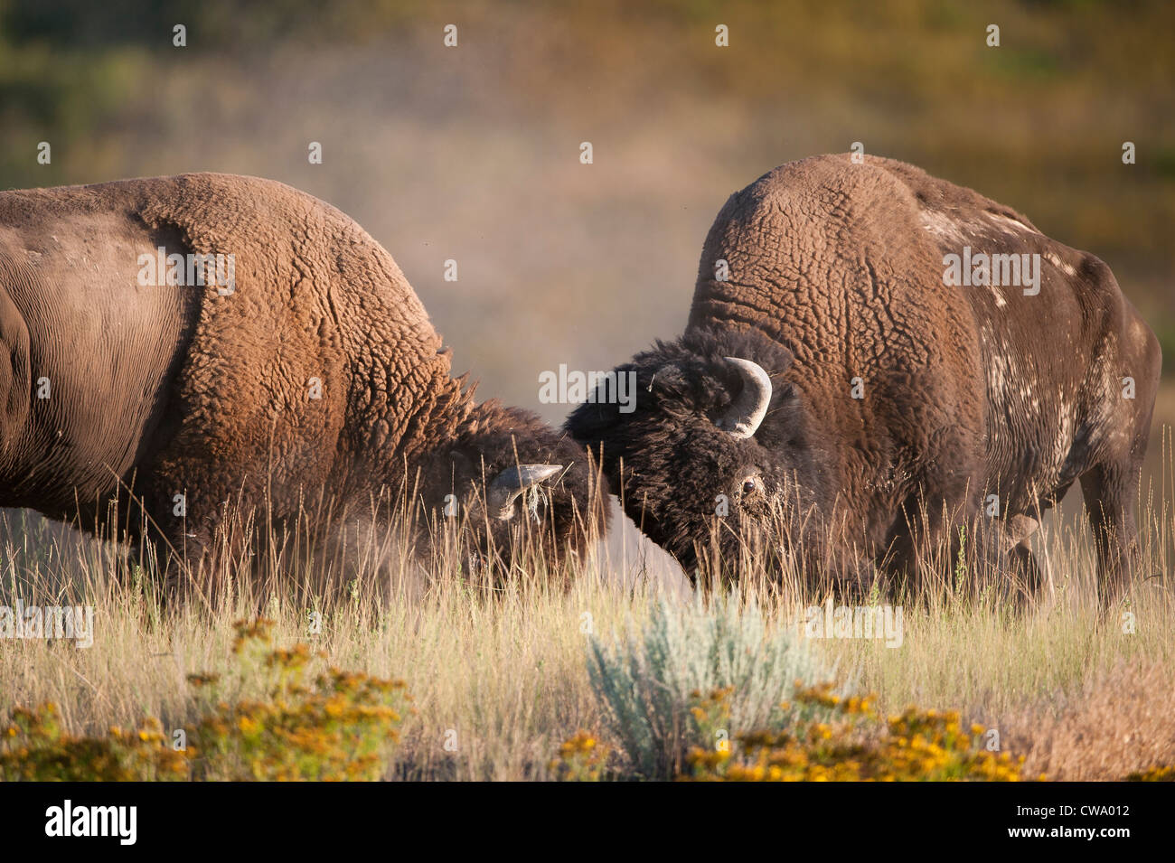 Bison bison two bison mating hi-res stock photography and images - Alamy