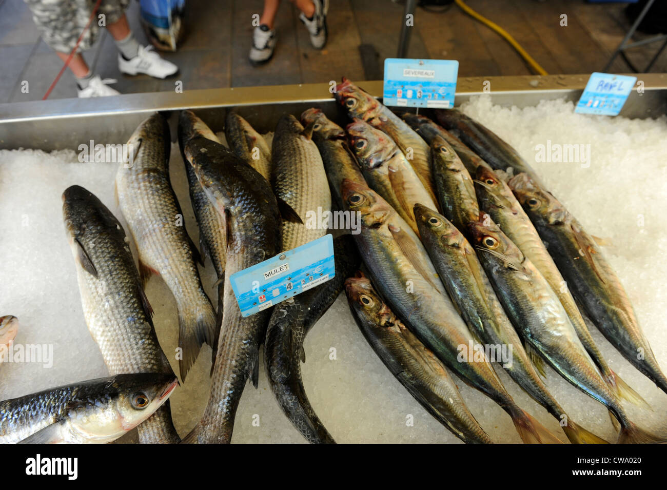 Fish Seafood Display Market Toulon France French Riviera Mediterranean ...