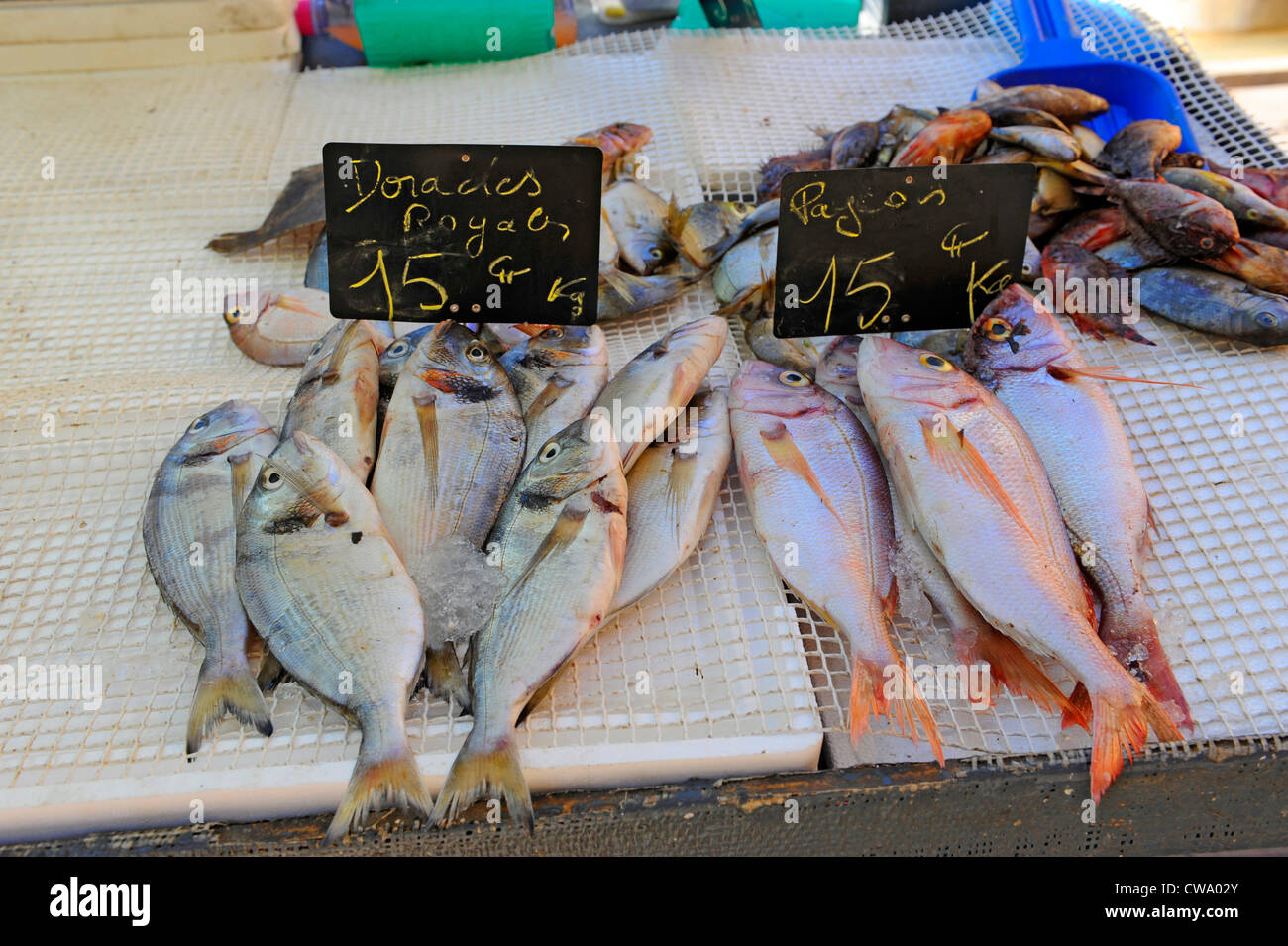 Fish Seafood Display Market Toulon France French Riviera Mediterranean ...