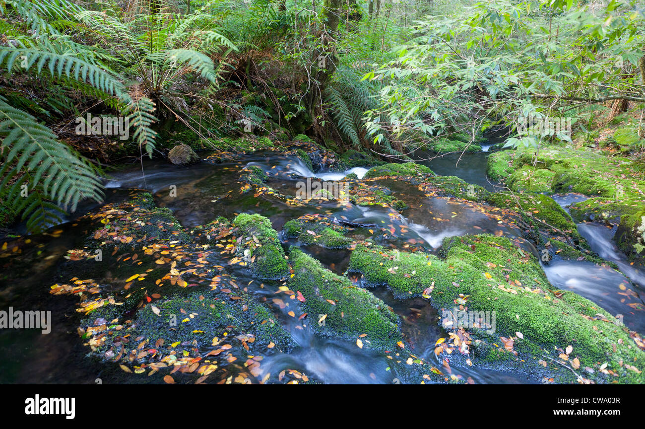 Flowing stream in lush temperate rainforest, Barrington Tops National ...