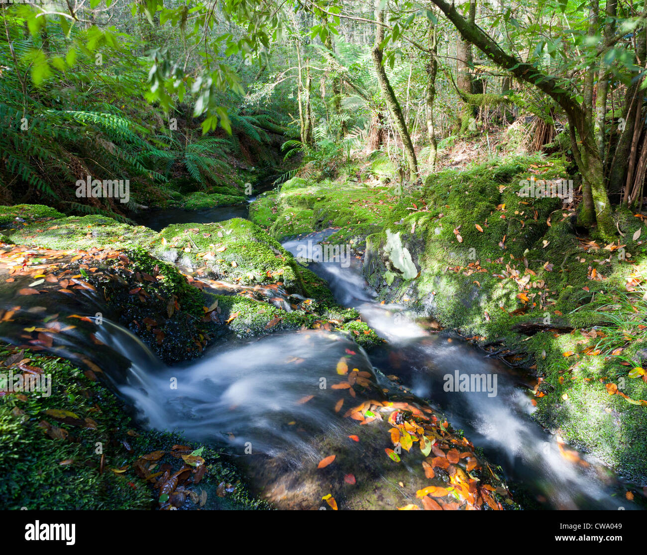 Flowing stream in lush temperate rainforest, Barrington Tops National ...