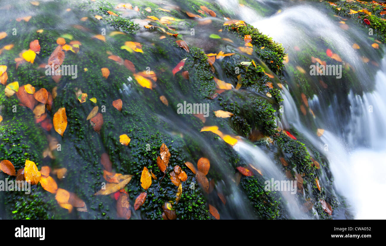 Detail of a flowing stream and leaves in lush temperate rainforest ...