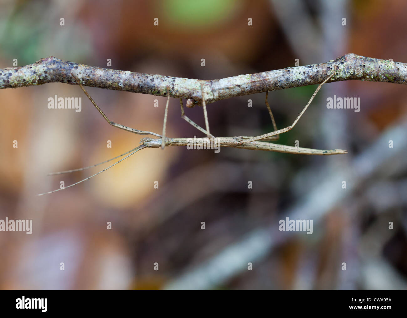 Stick insect hi-res stock photography and images - Alamy