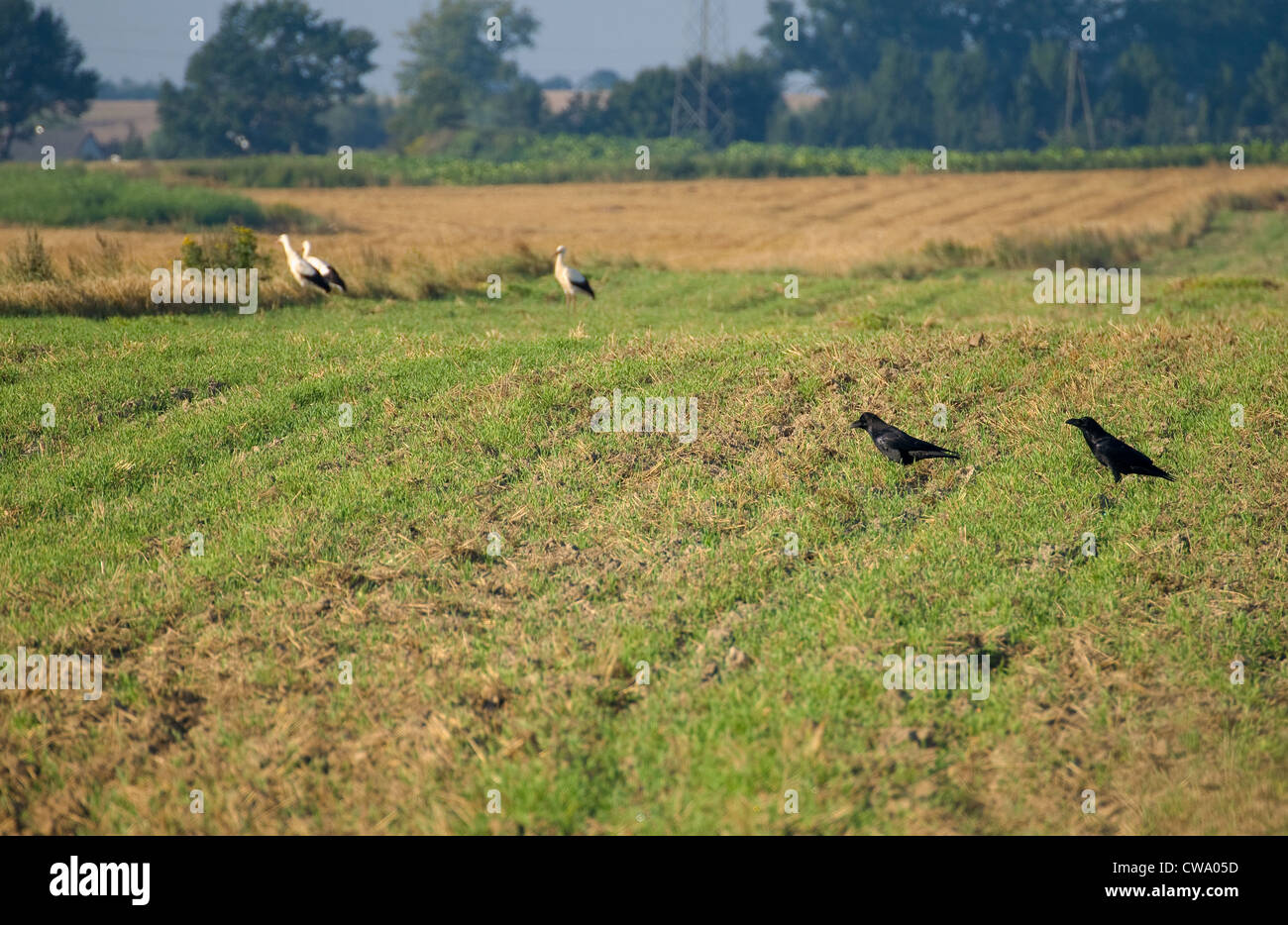 Common raven Corvus corax Stock Photo - Alamy