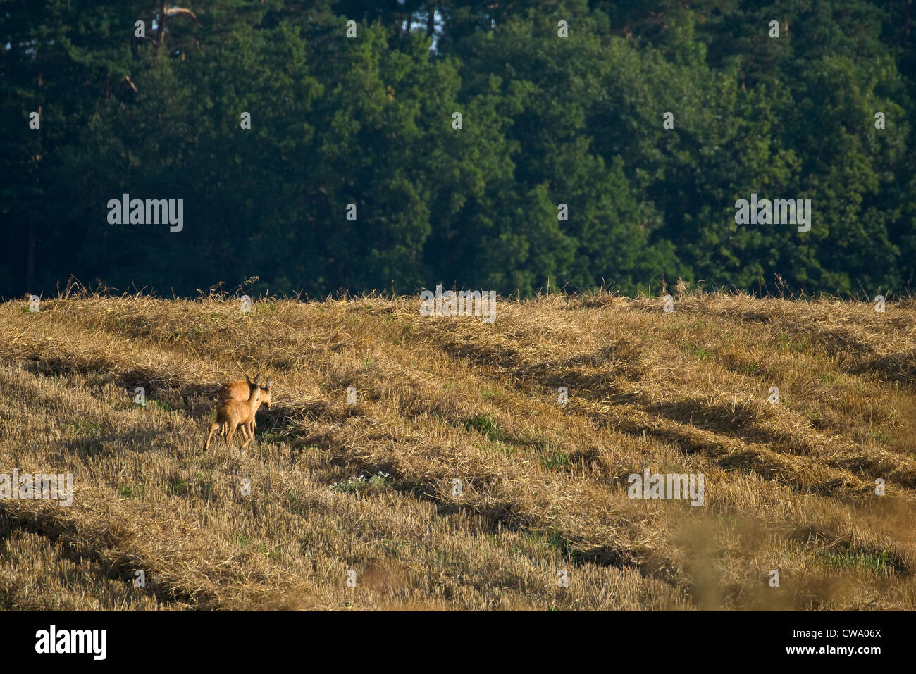 Capreolus capreolus deer Stock Photo - Alamy