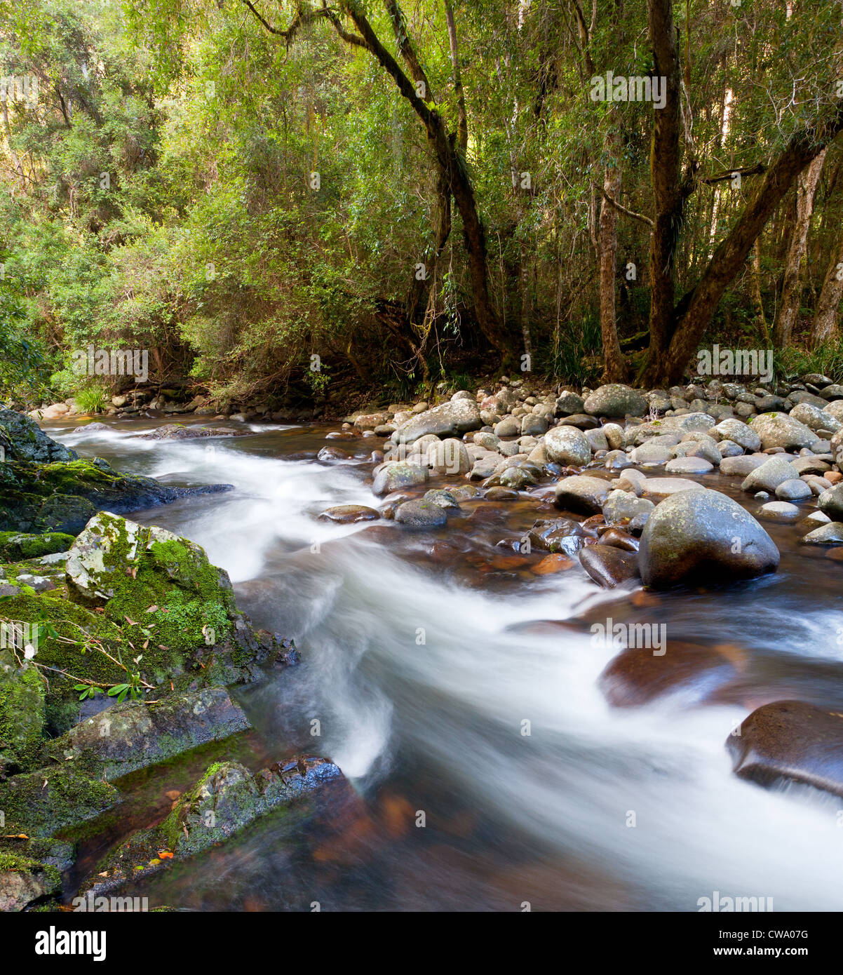Flowing river in temperate rainforest, Barrington Tops National Park ...