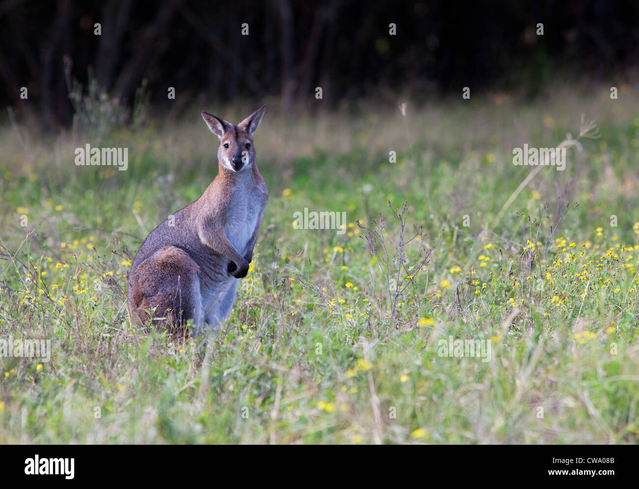 Macropus rufogriseus rufogriseus hi-res stock photography and images ...