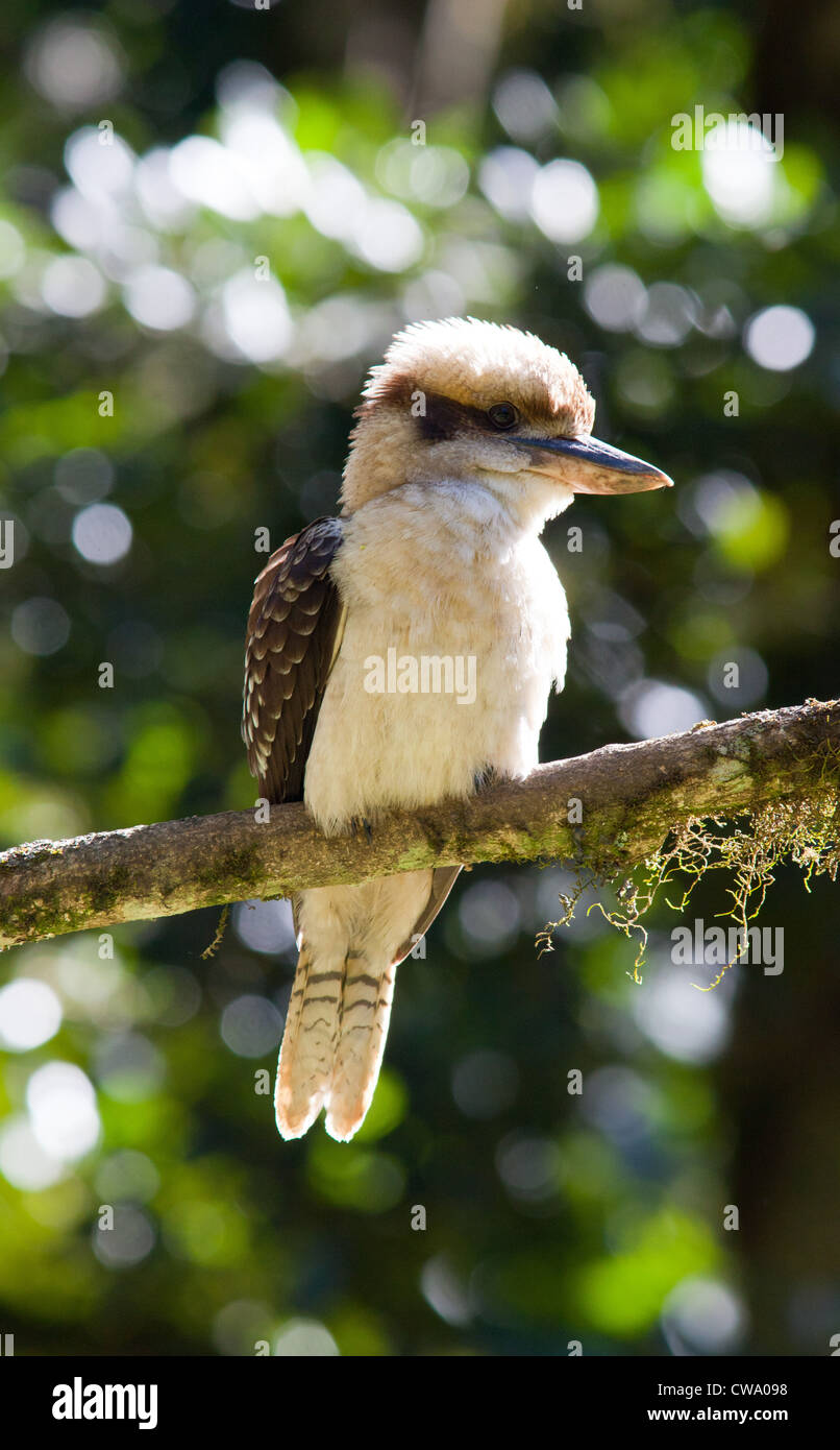 Laughing Kookaburra, Dacelo novaeguineae, Australia Stock Photo - Alamy